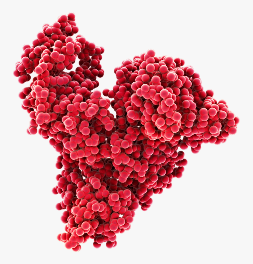 Albumin, HD Png Download , Transparent Png Image - PNGitem