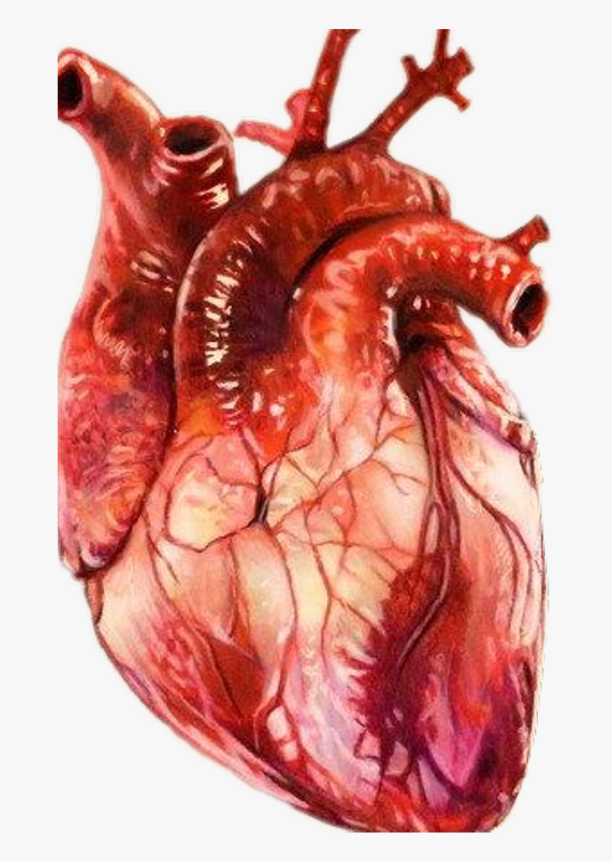 Real Heart Pic Goimages Corn Real Heart Pic Goimages Corn
