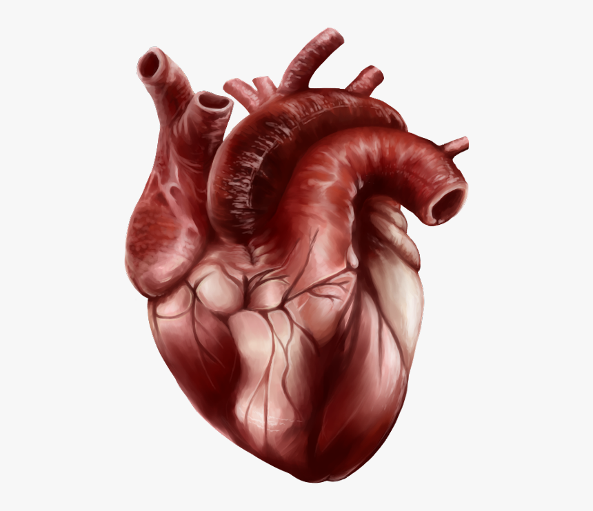 Earthworm, HD Png Download , Transparent Png Image - PNGitem