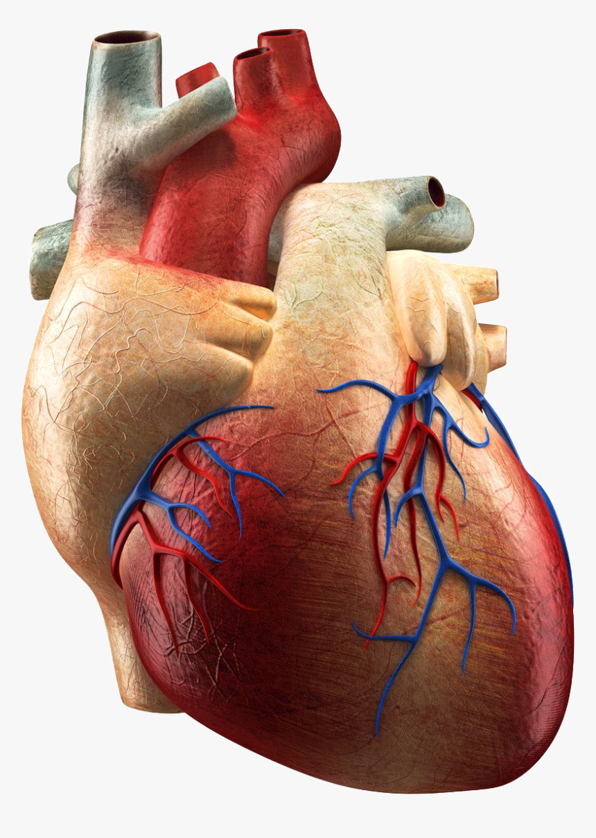 Heart Png Cardiac - Hearthuman Real, Transparent Png , Transparent Png ...
