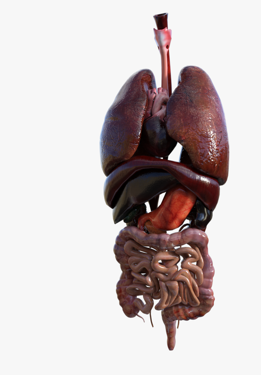Organs Png, Transparent Png , Transparent Png Image - PNGitem
