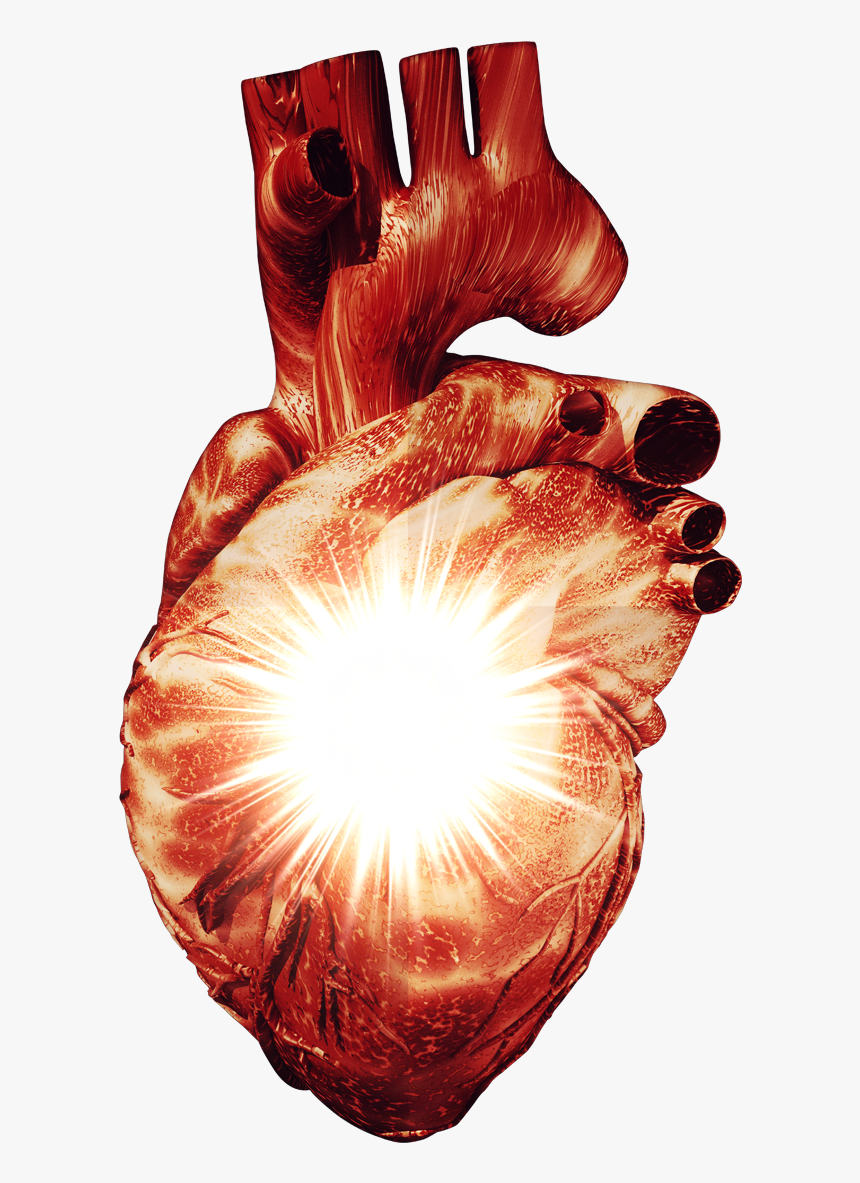 Heart Cardiology, HD Png Download , Transparent Png Image - PNGitem