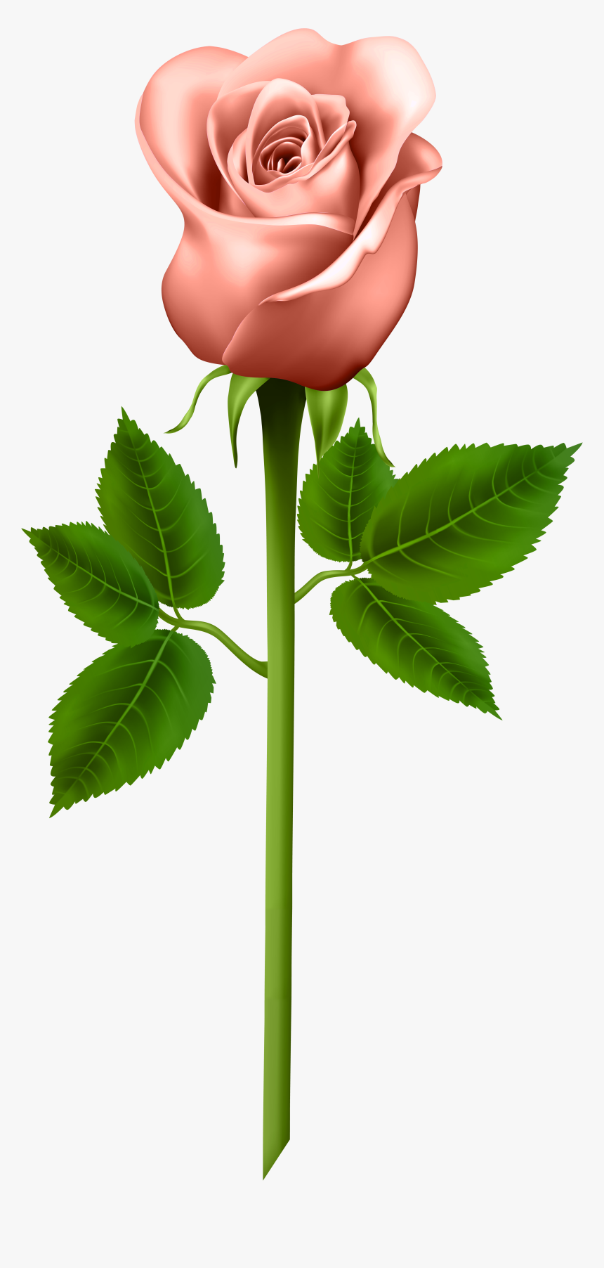 Rose Png Simple Editing Pictures, Orange Roses, Banner - Transparent ...