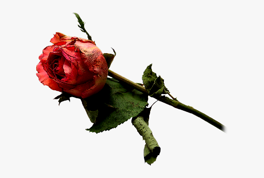 Rose Png Moodboard, Transparent Png , Transparent Png Image - PNGitem