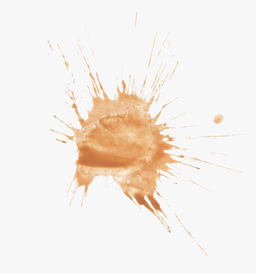 Marine Invertebrates, HD Png Download , Transparent Png Image - PNGitem