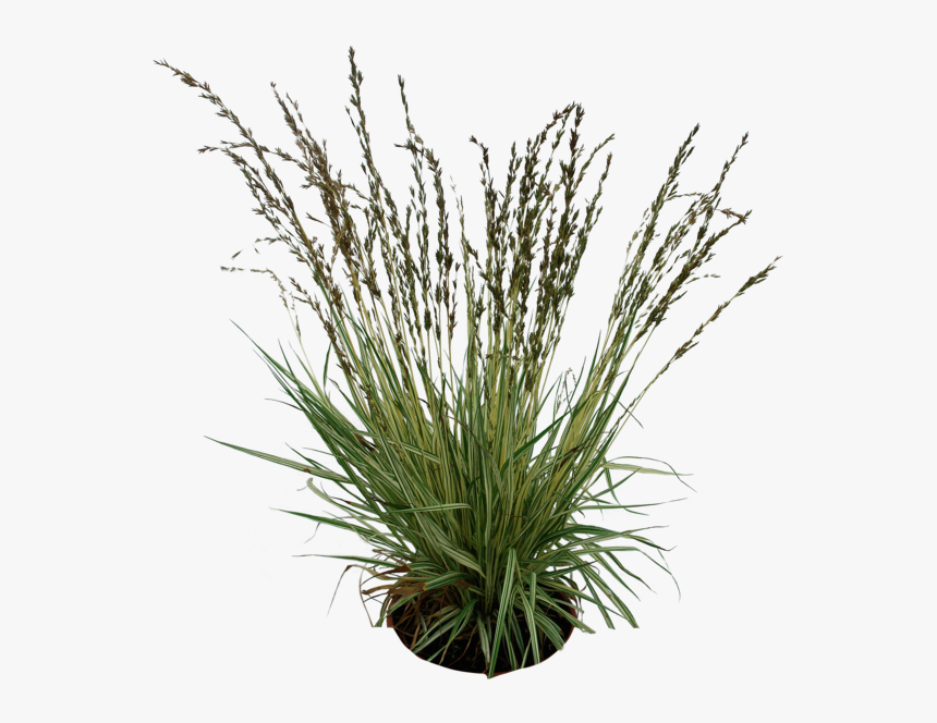 Tall Grass Png Dead Long Photo Arts - Transparent Background Long Grass ...