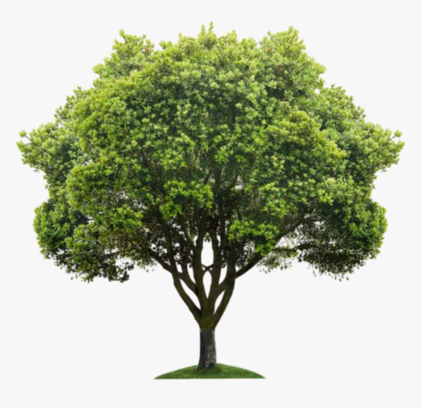 Beautiful Tree Png Icon And Background Transparent - Transparent ...