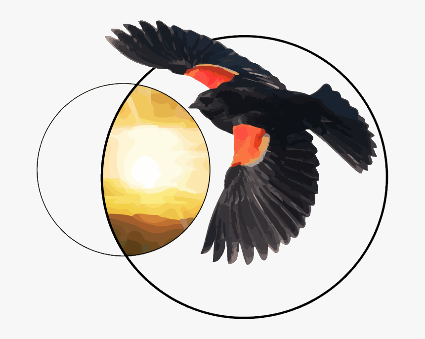 Red Wing Blackbird Flying, HD Png Download , Transparent Png Image ...