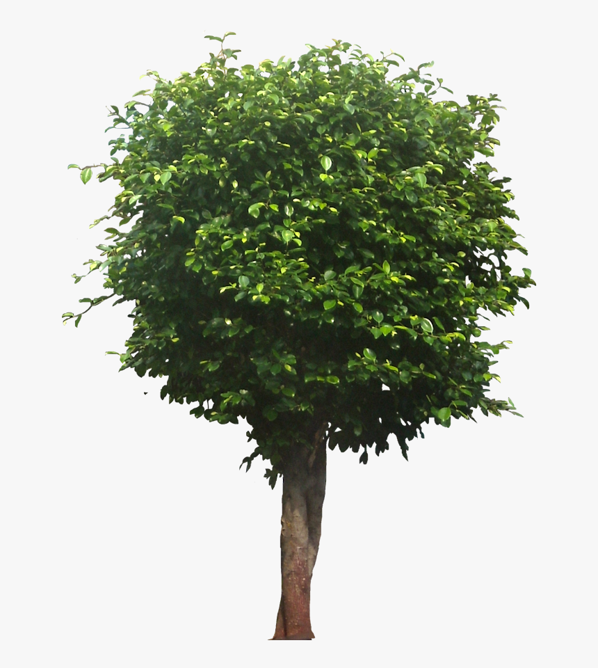Transparent Ficus Tree Png - Tree Png, Png Download , Transparent Png ...