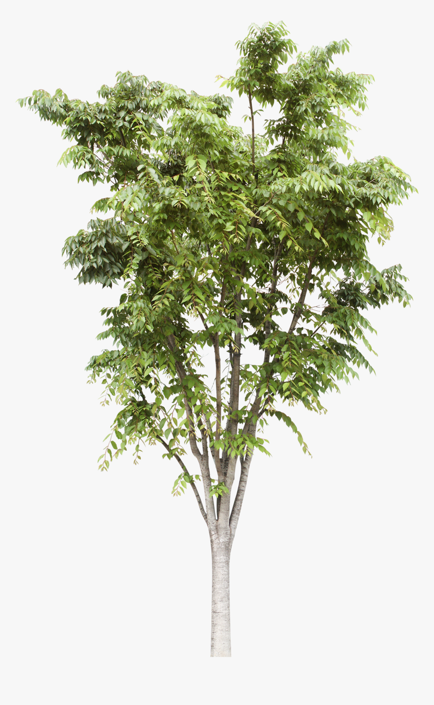 Trees .png, Transparent Png , Transparent Png Image - PNGitem