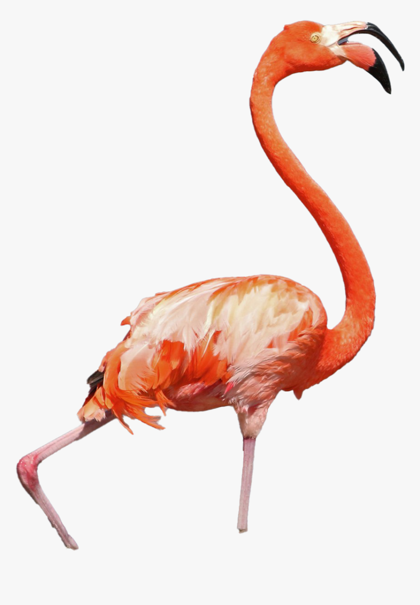 Flamingo Transparent Background - Transparent Background Img Png, Png ...