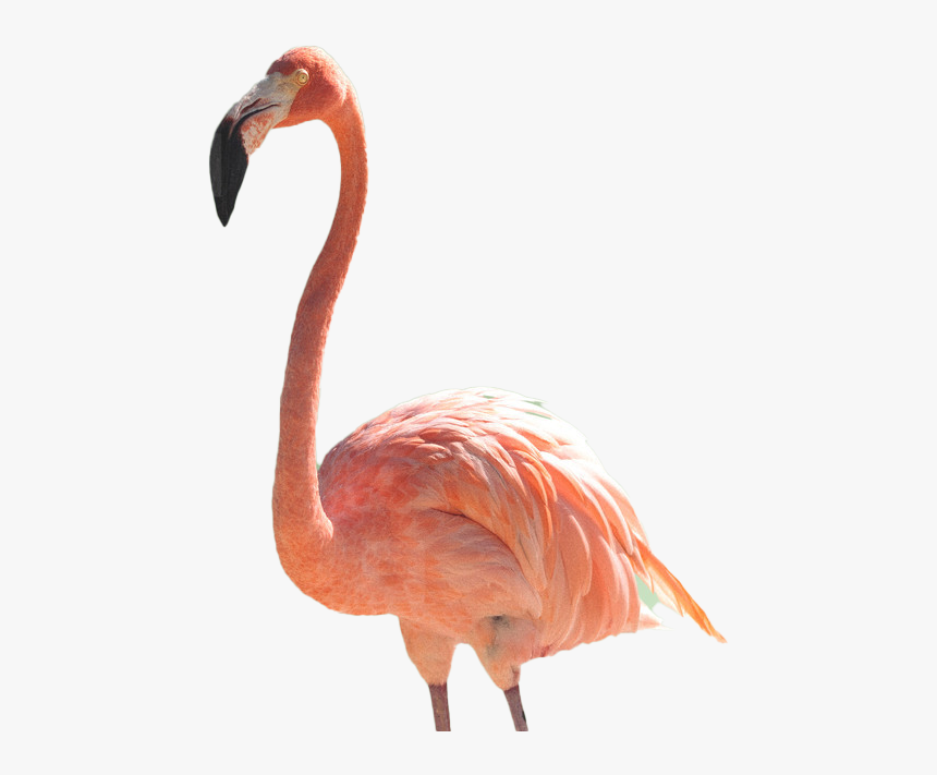 Flamingo Transparent Png - Flamingo Transparent, Png Download ...