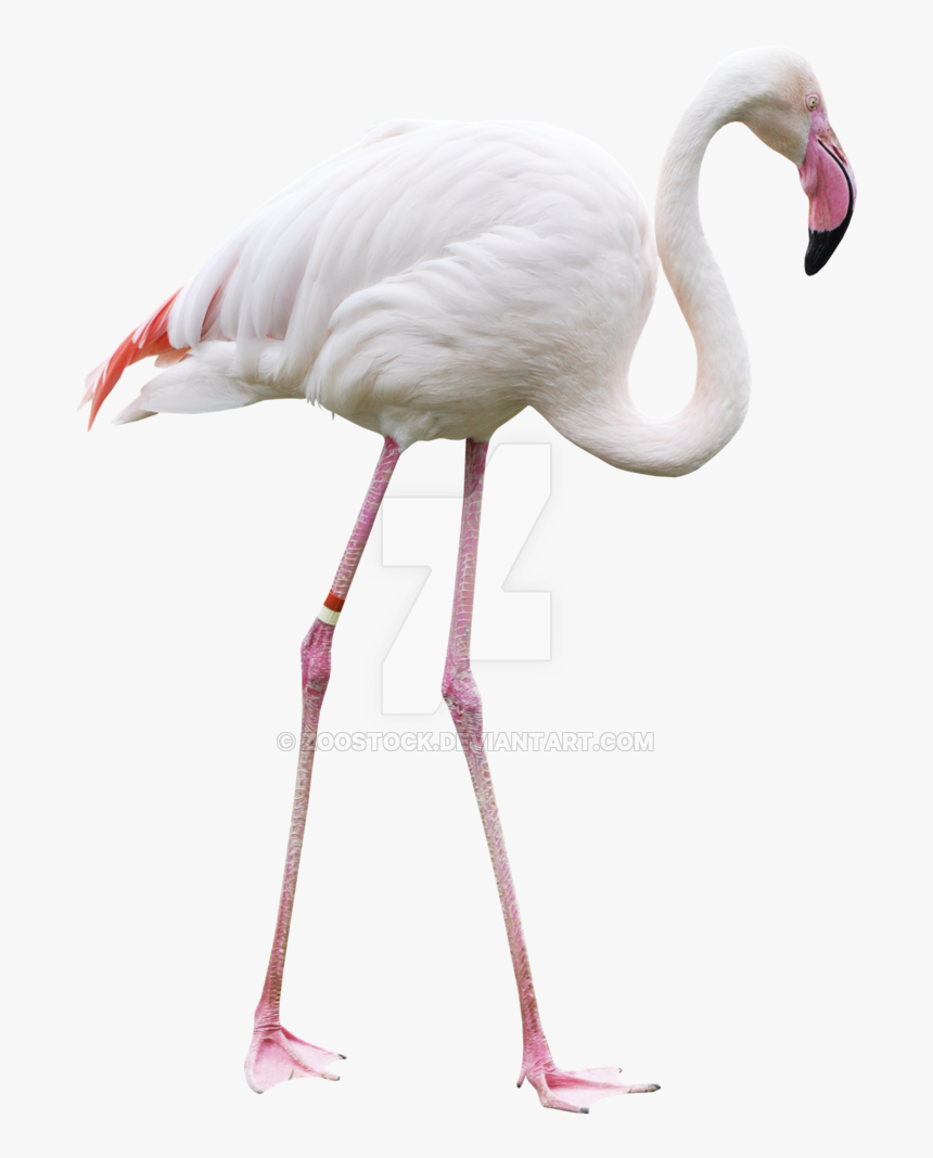 Flamingo Transparent Lawn - Transparent Background Flamingo Bird, HD ...
