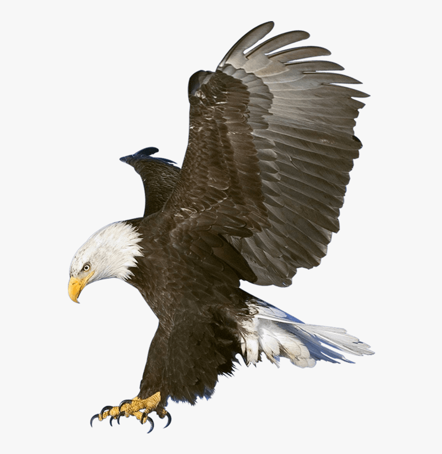 Eagle Photo Editing Background, HD Png Download , Transparent Png Image ...