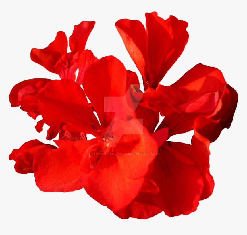 For Free Download - Red Flower Png Real, Transparent Png , Transparent ...