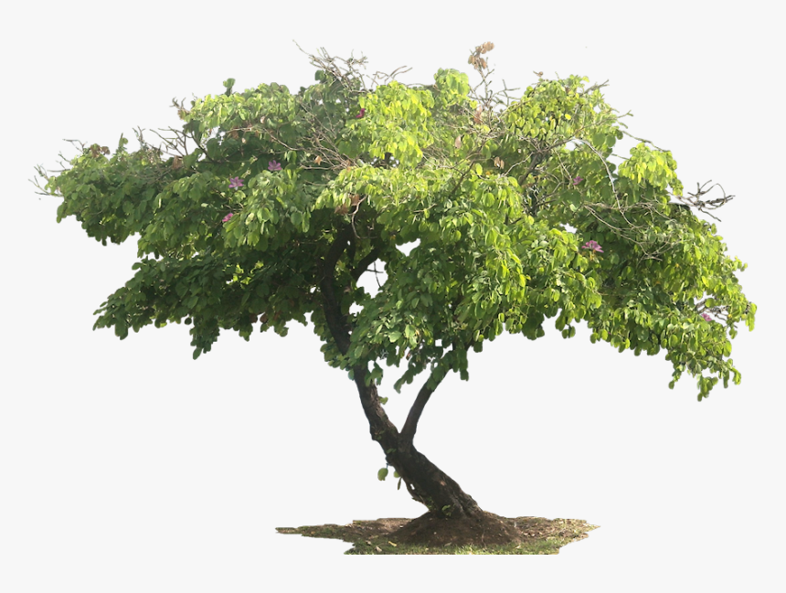 Tree With White Background, HD Png Download , Transparent Png Image ...