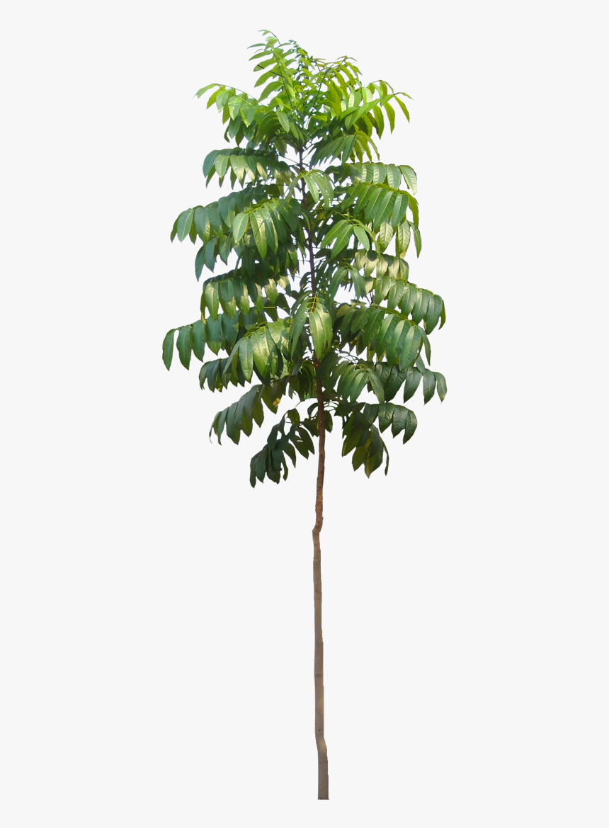 Tree Photoshop Photoshop Brushes Tree Plan Png Autocad Papaya | My XXX ...