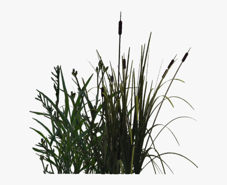 Download For Free Pond Png In High Resolution - Transparent Swamp ...