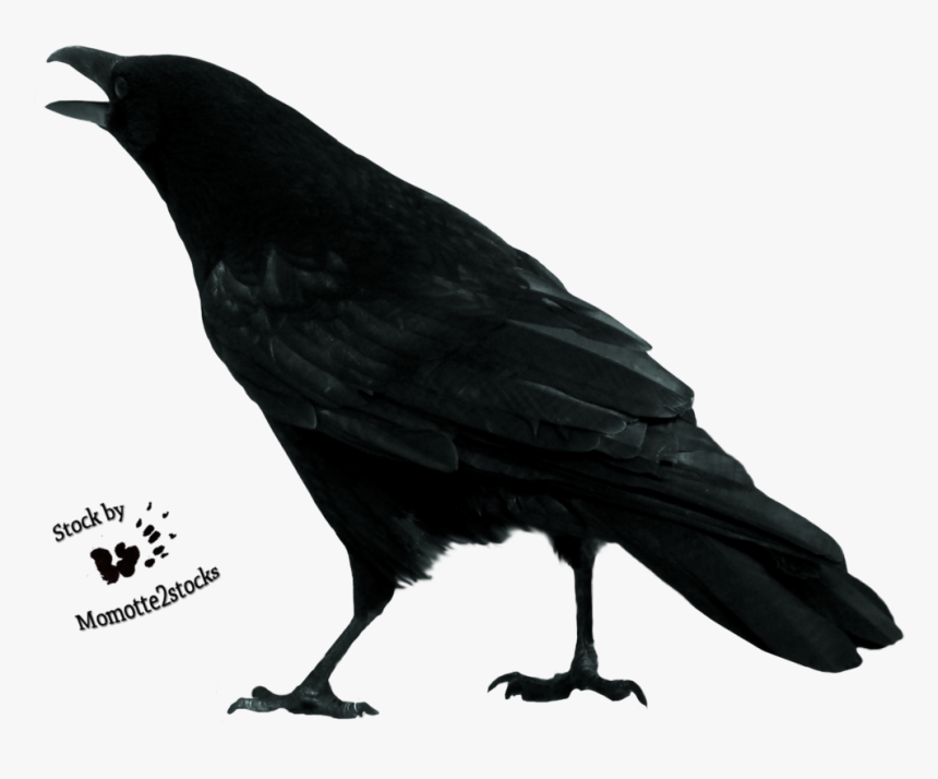 Crow Free Download Png - Crow Cut Out, Transparent Png , Transparent ...