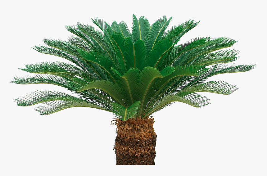 Sago Palm Png, Transparent Png , Transparent Png Image - PNGitem