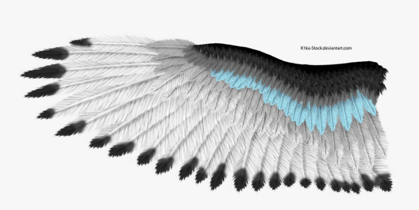 Feathered Wings Texture