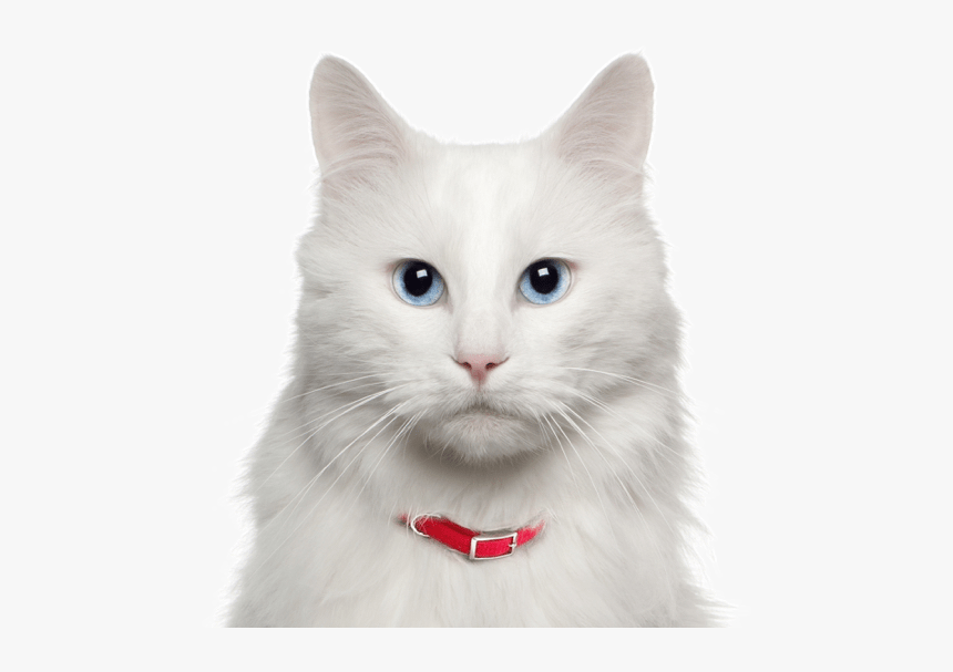 Angora Cat, HD Png Download , Transparent Png Image - PNGitem