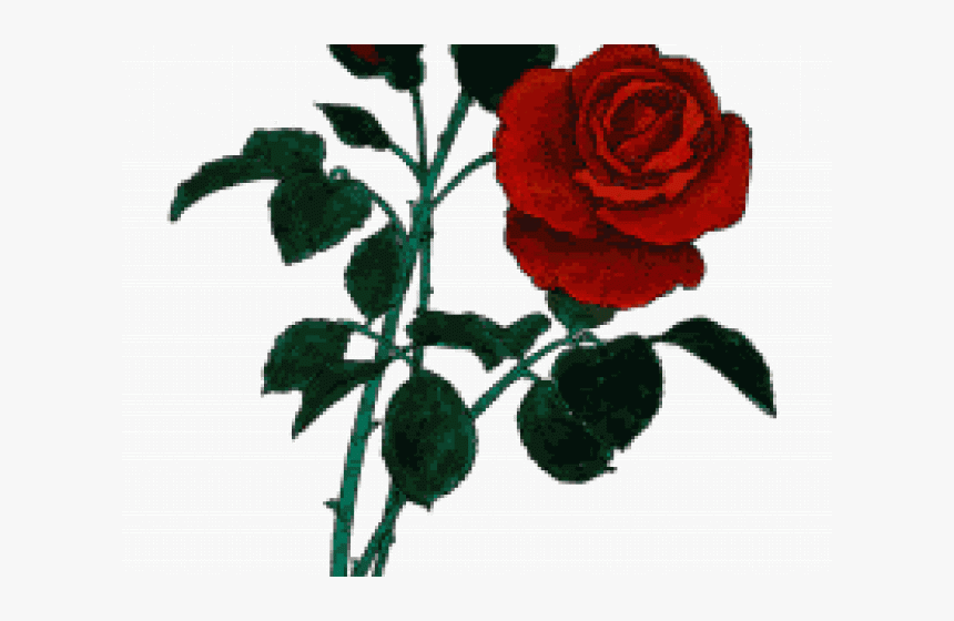 Red Rose Clipart Pro Life - Rose, HD Png Download , Transparent Png ...