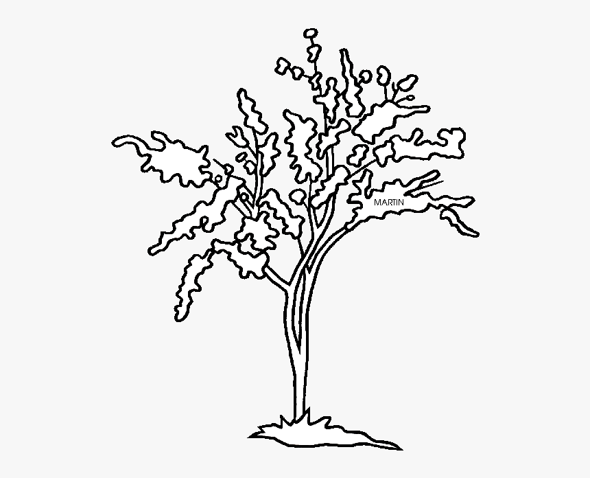 Leaf Drawing Redbud And State Tree Of Oklahoma - State Tree For ...