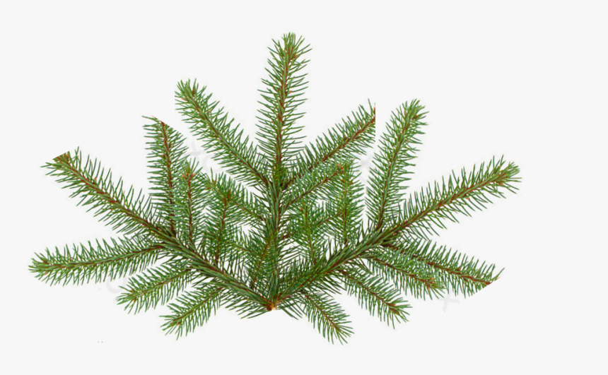 Pine Leaf Texture