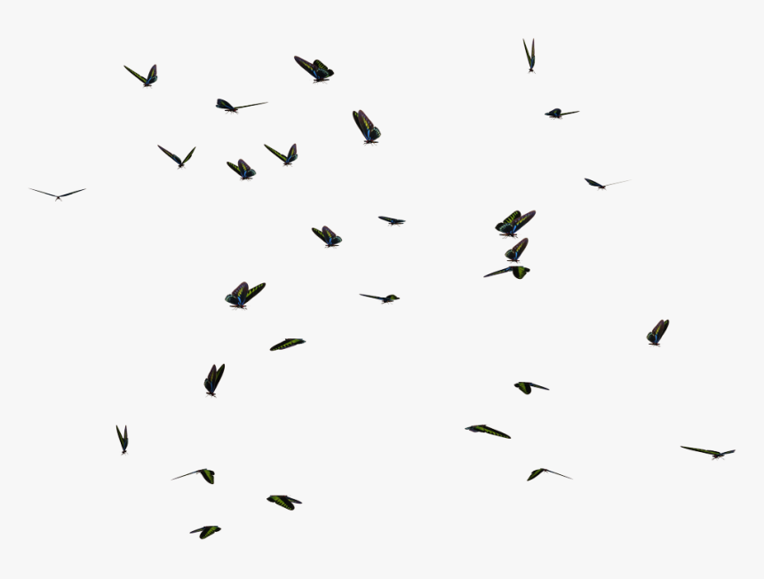 Butterflies Png Swarm Butterfly Stock By Roy - Swarm Of Butterflies ...