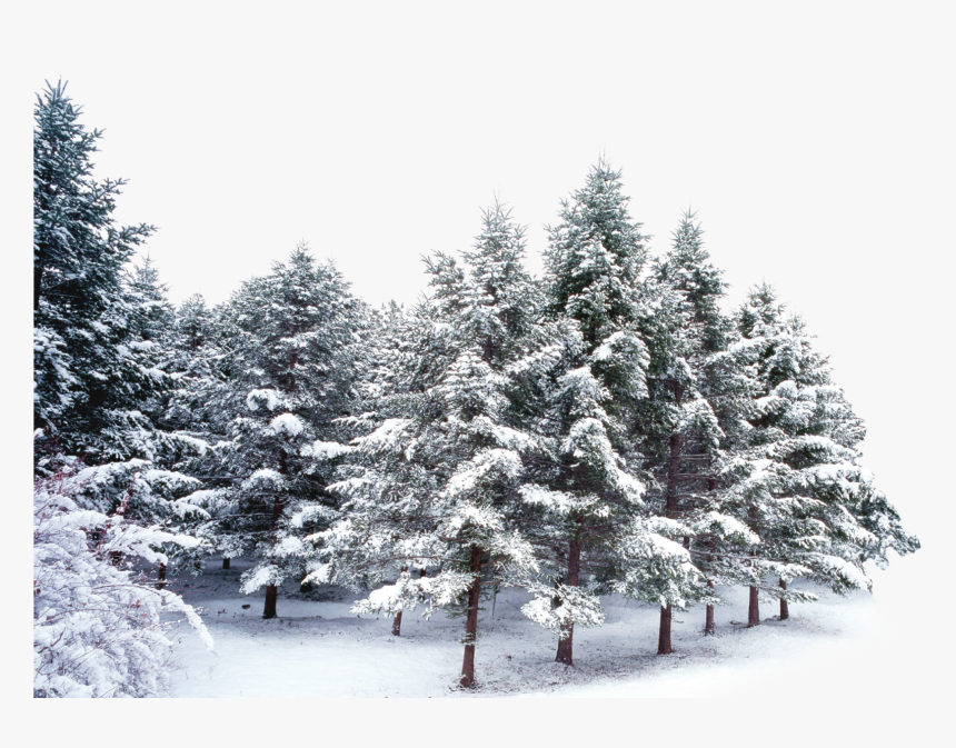 #trees #forest #winter #snow #frost - Snow Covered Trees Png ...
