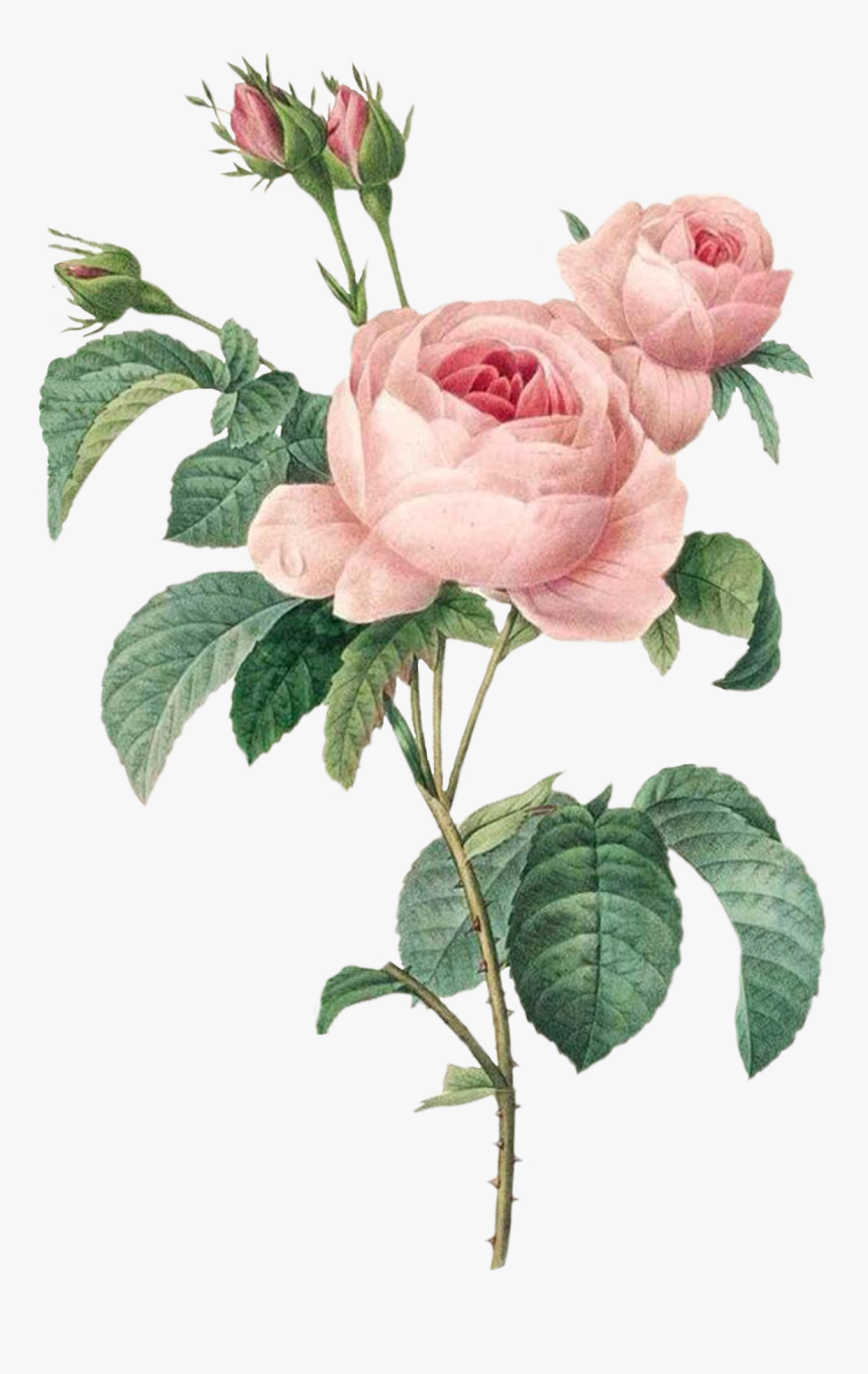 Pierre Joseph Redoute Roses, HD Png Download , Transparent Png Image ...