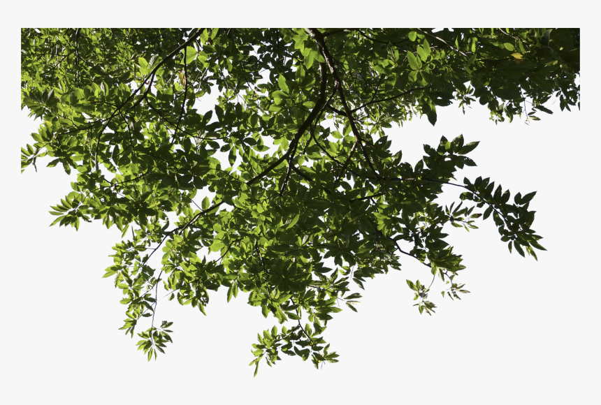 Transparent Tree Limb Png - Exterior House Designs In India, Png ...