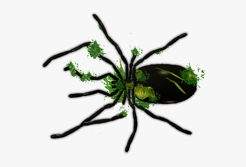 Dead Spider Dundjinni, HD Png Download , Transparent Png Image - PNGitem