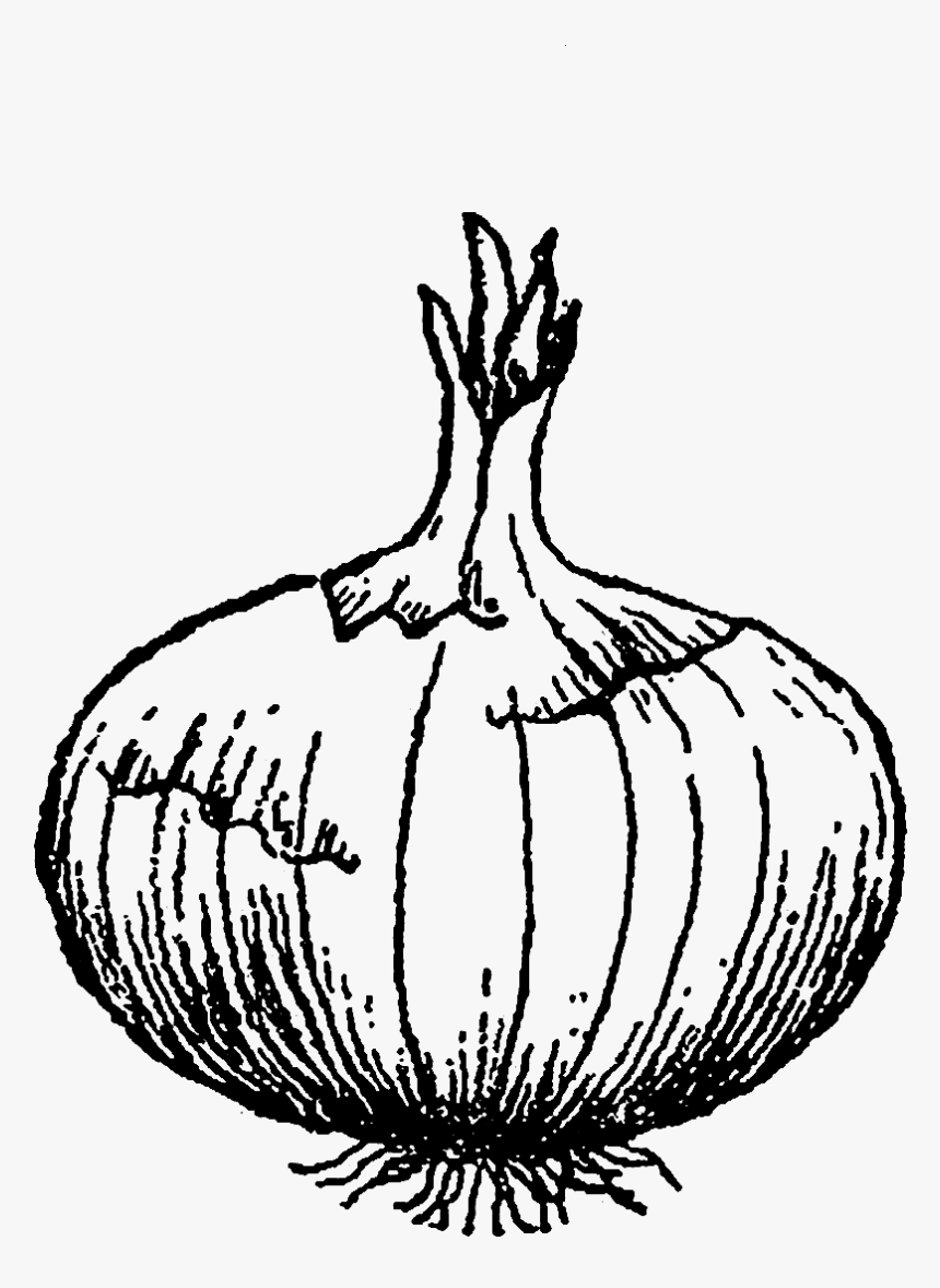 Transparent White Onion Png - Vegetable Line Art Png, Png Download ...