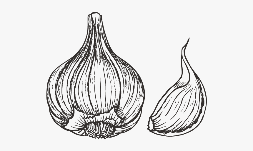 Garlic Illustration Png