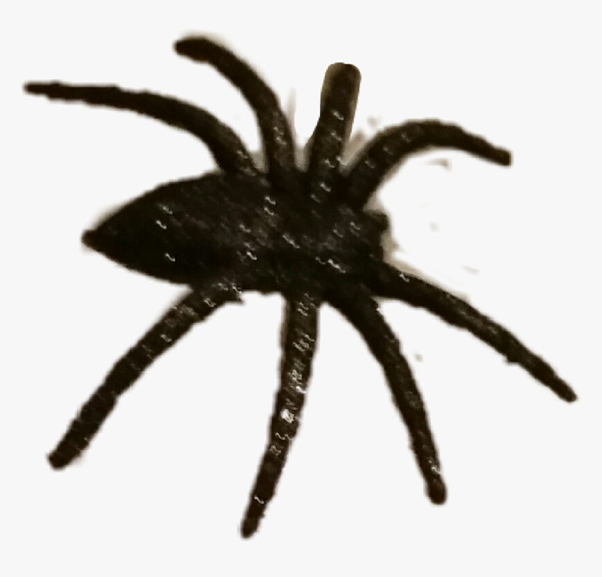 #halloween #spider #spooky #scary - Wolf Spider, HD Png Download ...