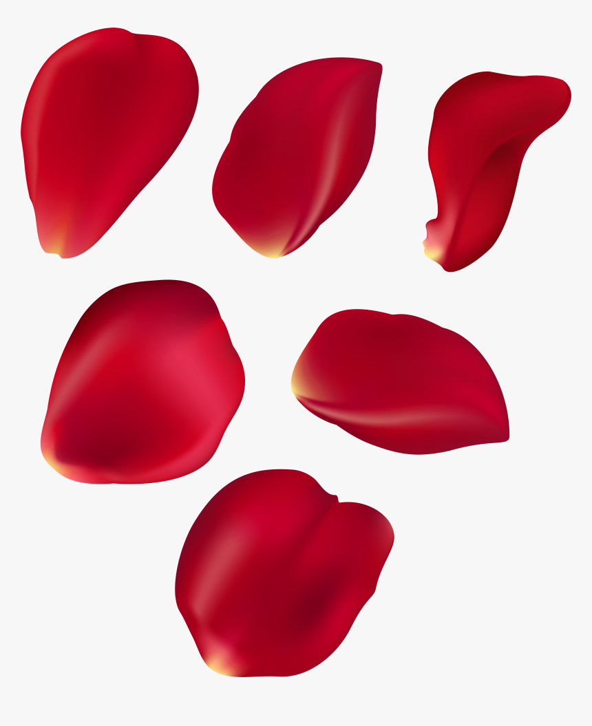 Rose Petals Png, Transparent Png , Transparent Png Image - PNGitem