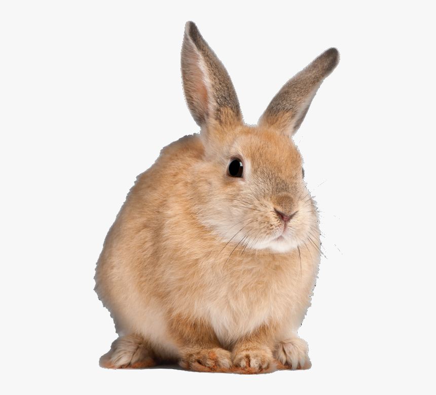 Clip Art Flemish Giant Bunnies - Long Do Rabbits Live, HD Png Download ...