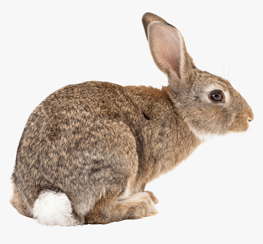 Rabbit Transparent Background, HD Png Download , Transparent Png Image ...