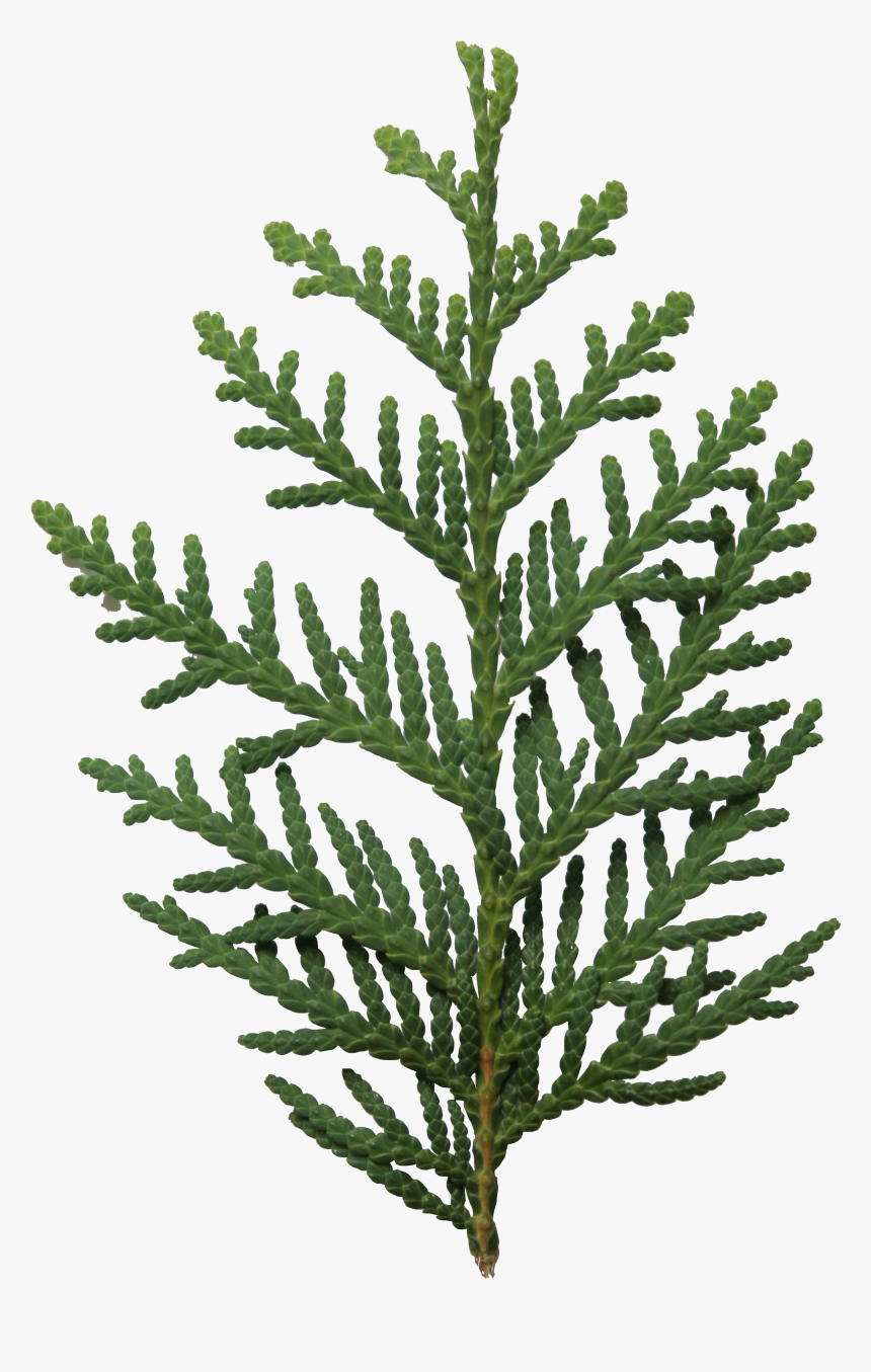 Arborvitae Leaf Png, Transparent Png , Transparent Png Image - PNGitem