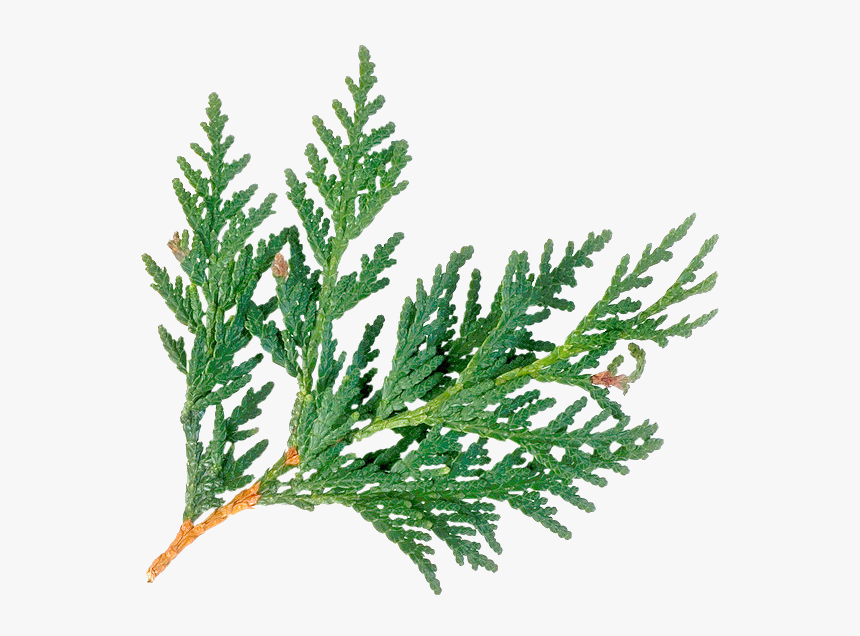 Cedar Tree Clip Art, HD Png Download , Transparent Png Image - PNGitem