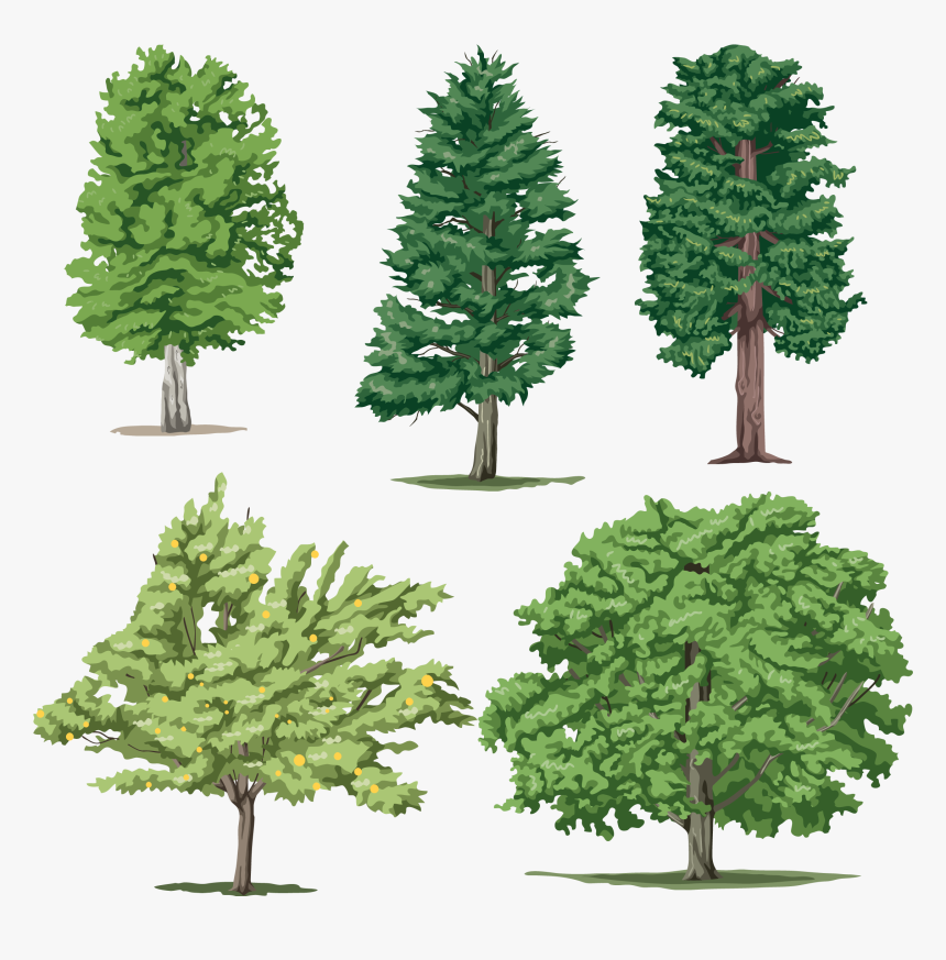 5 Different Trees Png - 5 Pictures Of Different Trees, Transparent Png ...