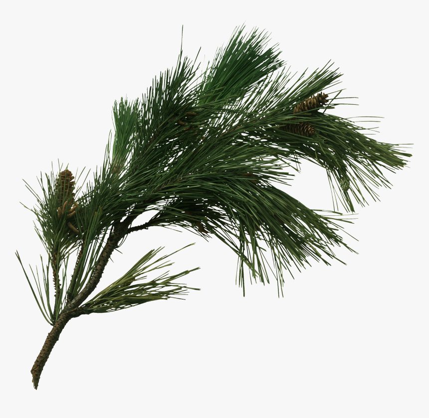 Pine Tree Fir Pinus Pinaster Cone Transprent - Transparent Pine Tree ...
