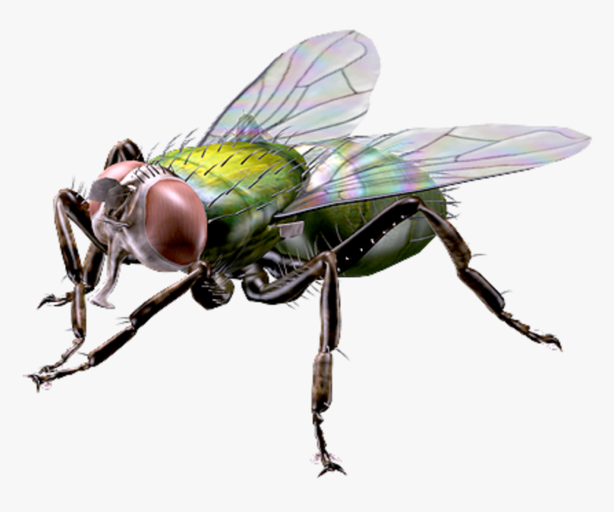 #big #giant #fly #housefly#freetoedit - Giant Fly Png, Transparent Png ...