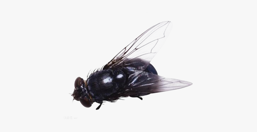 Insect Fly Clip Art - Tsetse Fly Transparent Background, HD Png ...