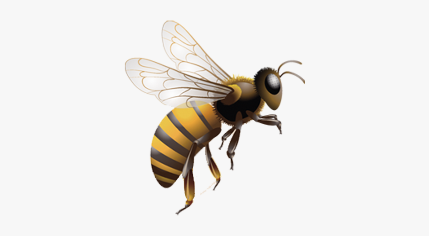 Graphic Free Stock Honey Bee Insect Beehive - Flying Bee Transparent ...