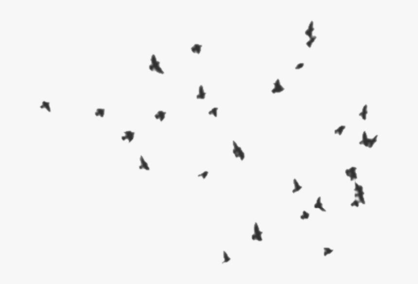 Birds From Far Away, HD Png Download , Transparent Png Image - PNGitem