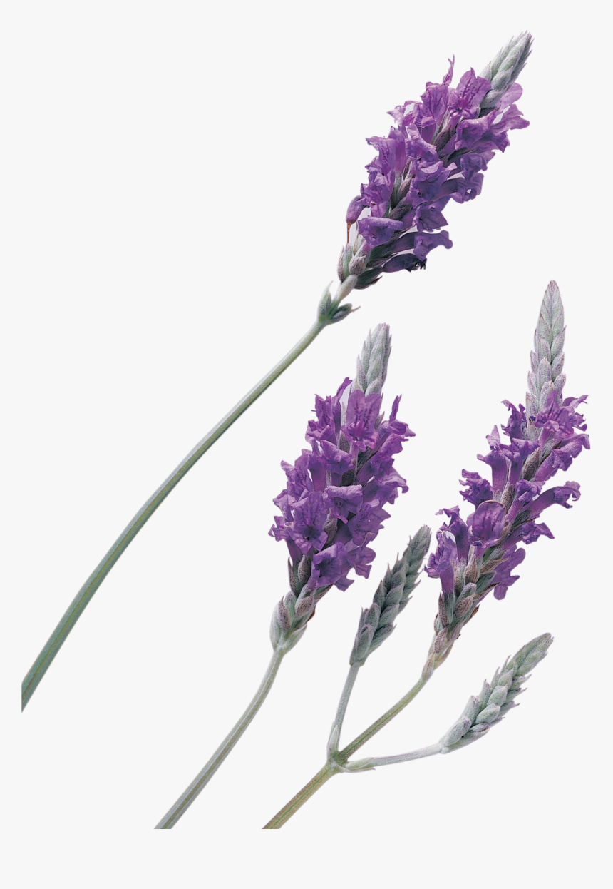 Lavender Transparent Background, HD Png Download , Transparent Png ...