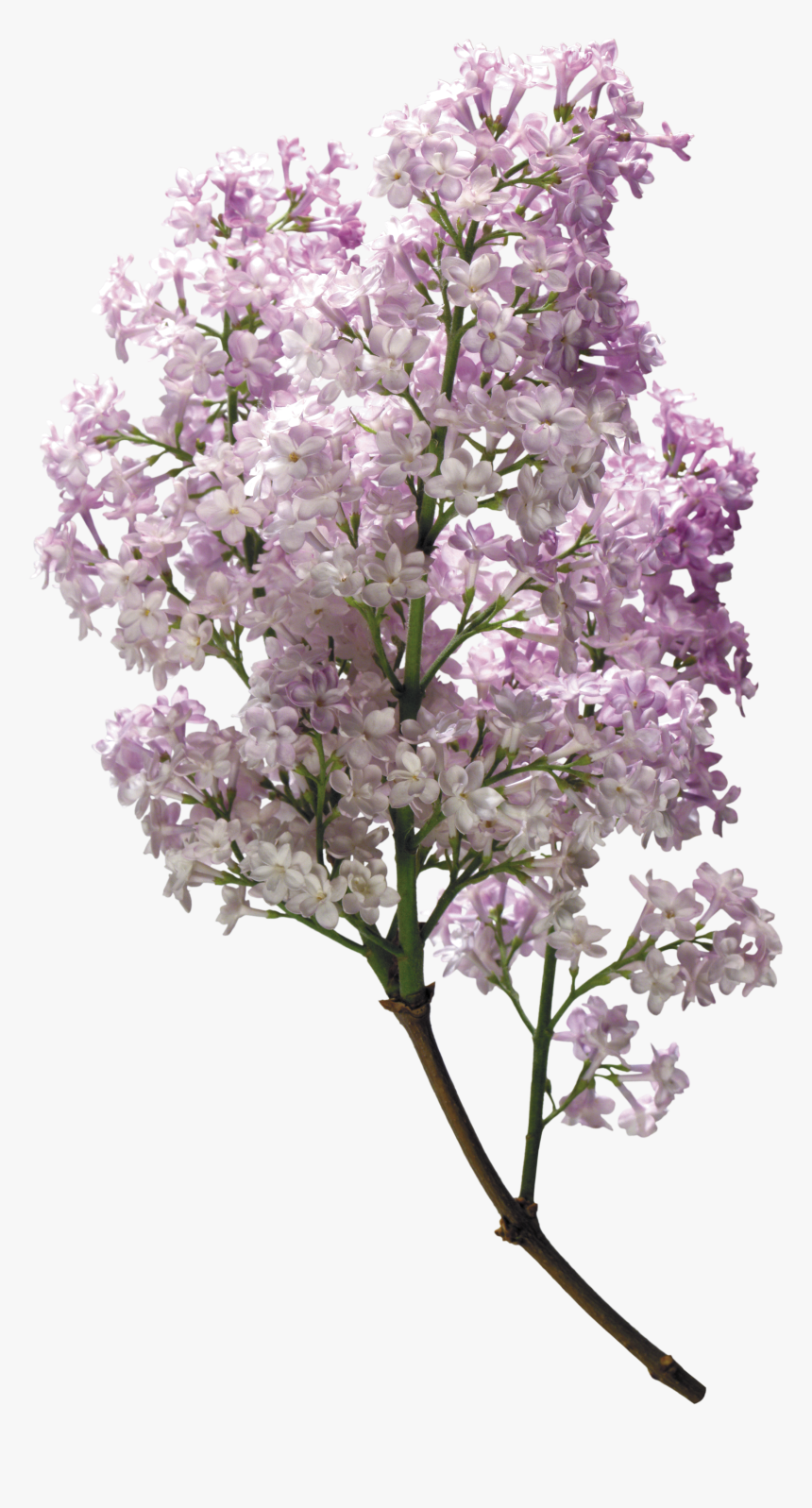 Lilac Png - Lilac, Transparent Png , Transparent Png Image - PNGitem